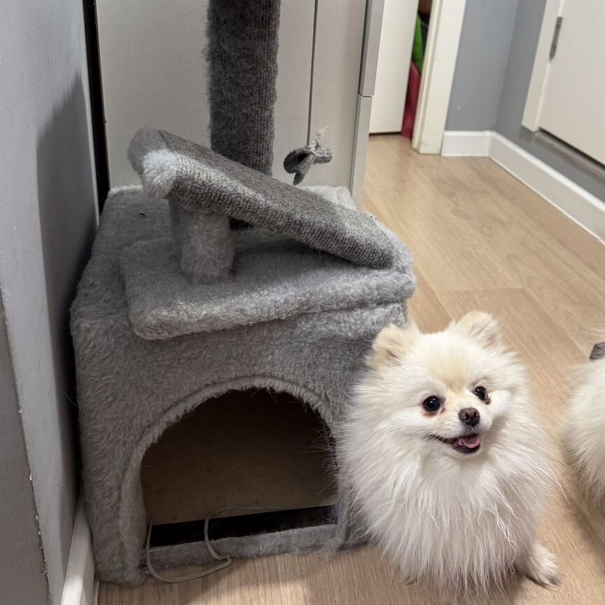 Когтеточка с лежанкой