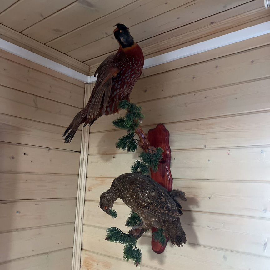 Птичка тетерев