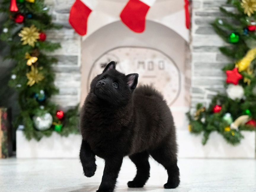 Перспективный щенок схипперке