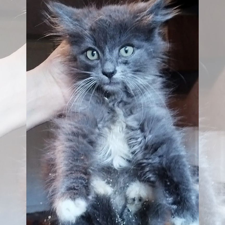 Котёнок в добрые руки