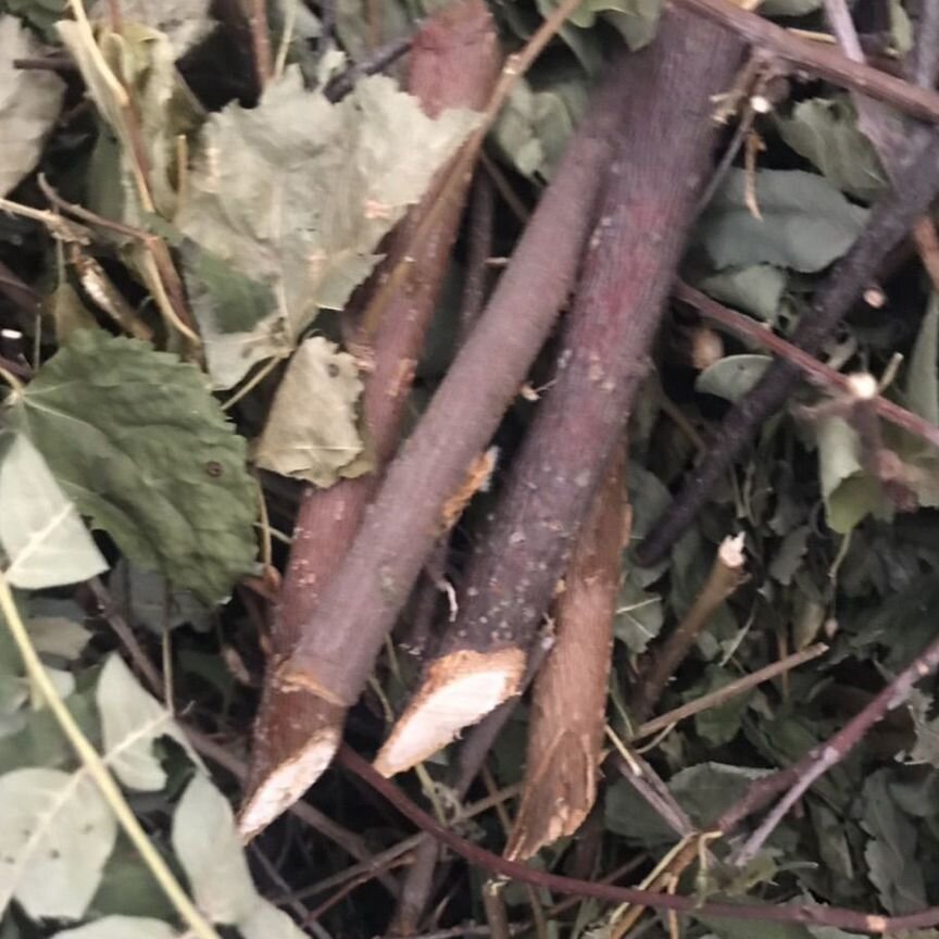 Ветки для грызунов