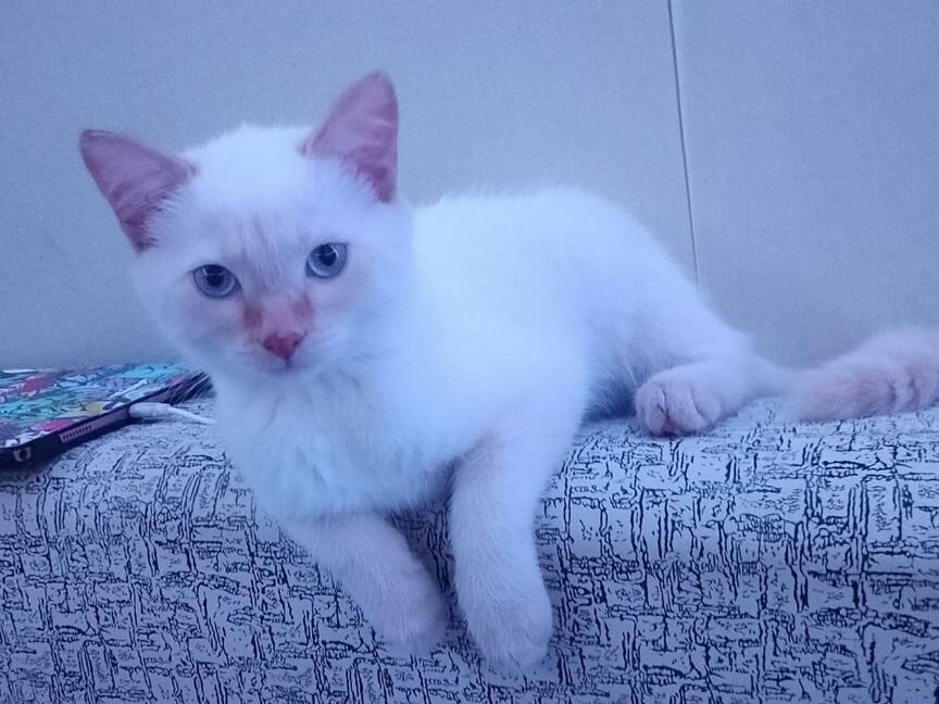 Тайский котёнок