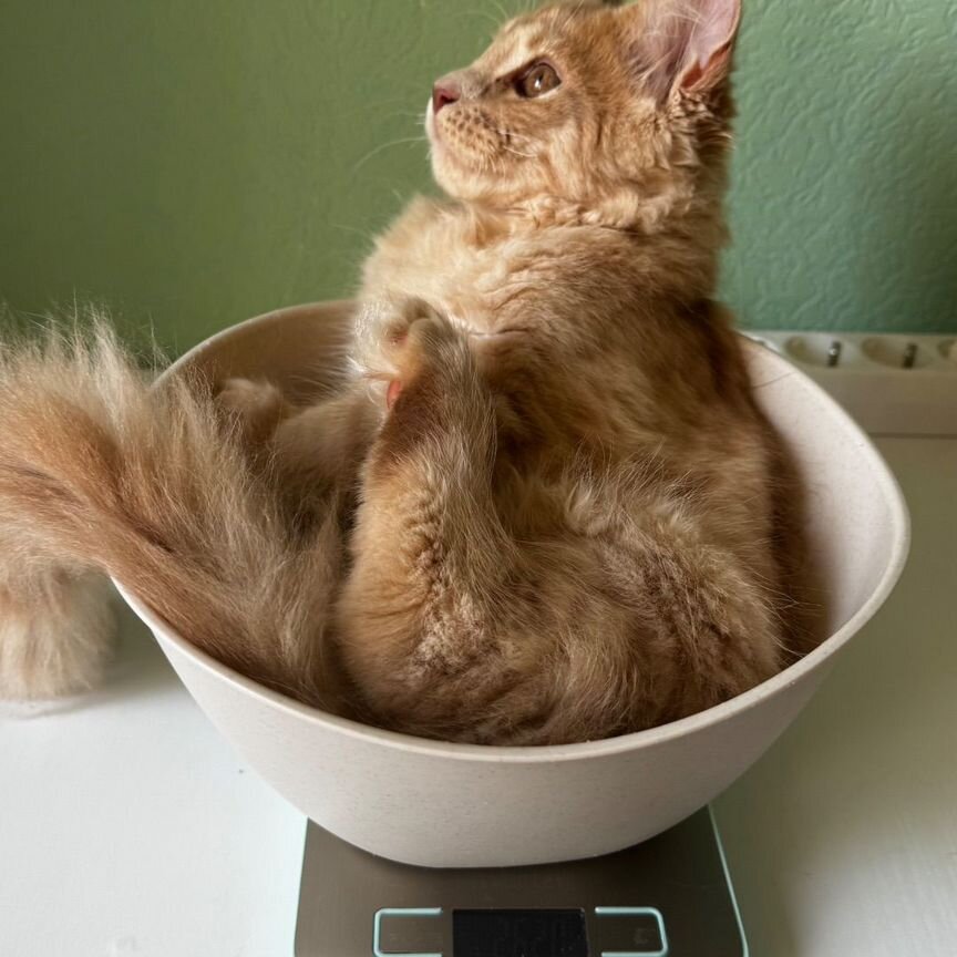 Мейн-кун котёнок