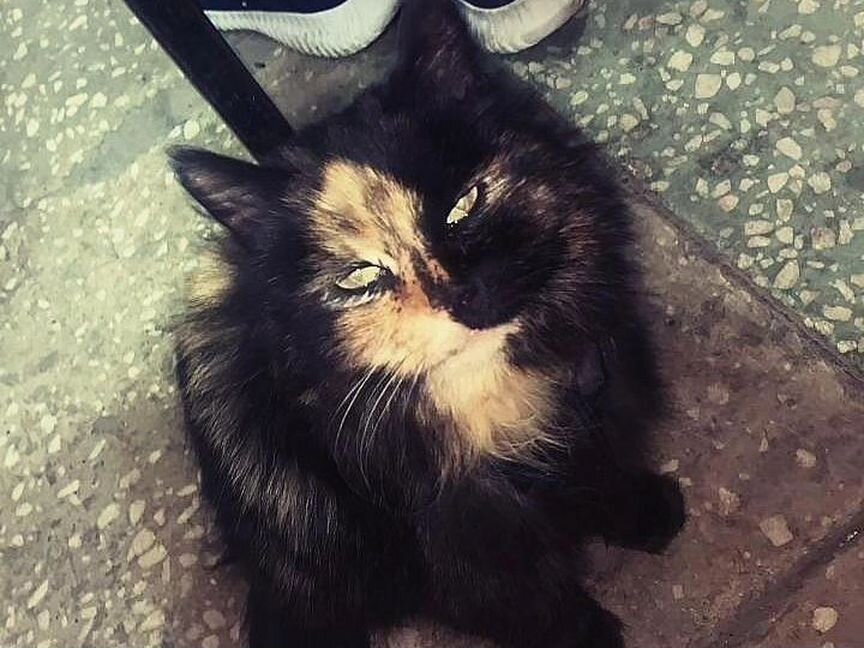 Вот такая кошечка живёт на работе. Стерилизовала