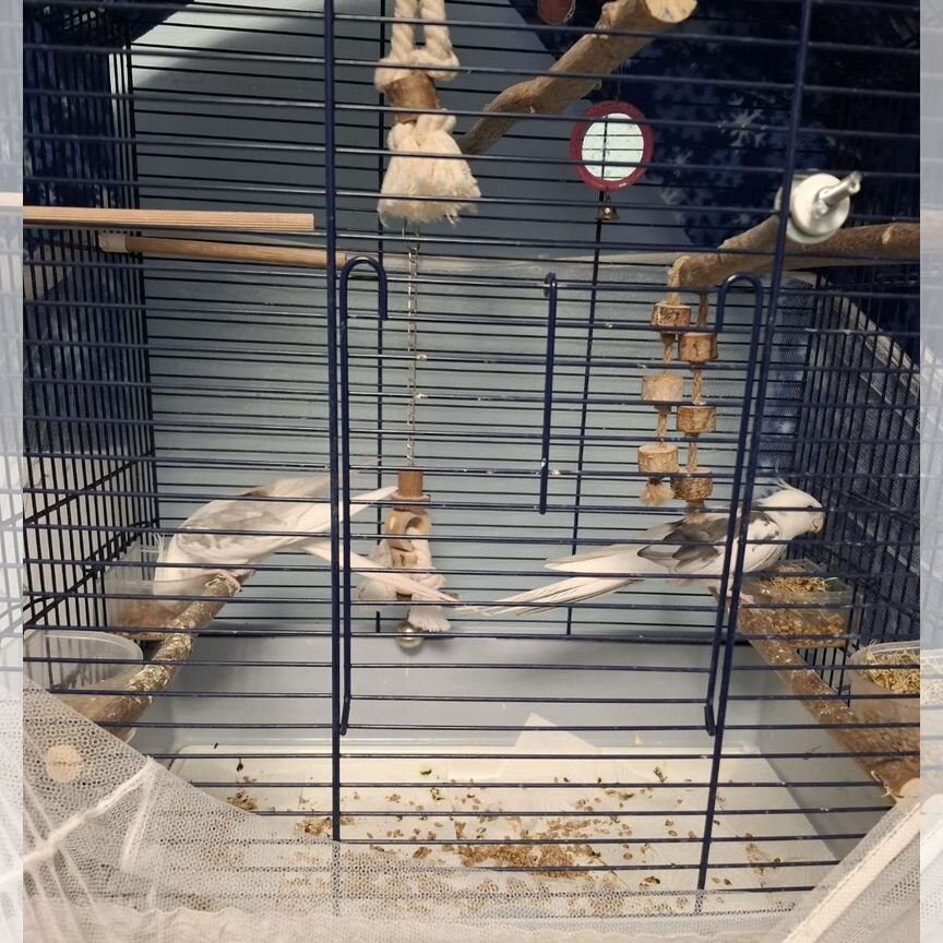 Две кореллы (мальчики) с клеткой,игрушками, кормом