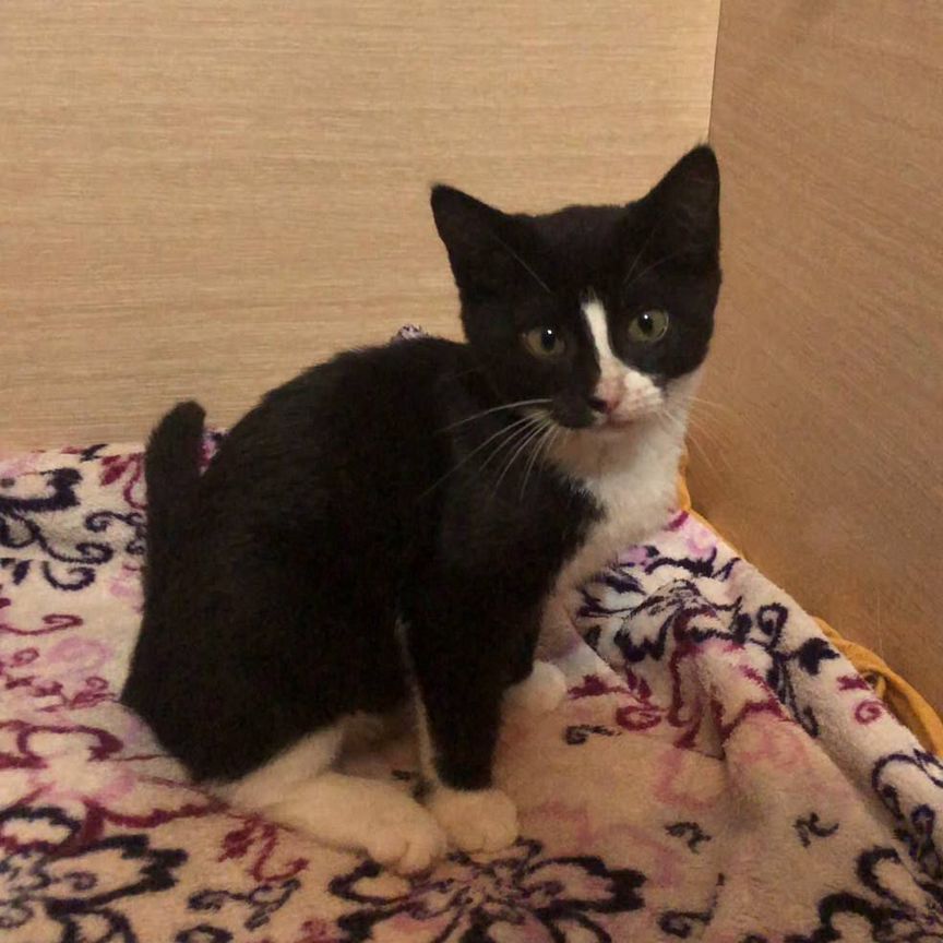 Котенок Вея в добрые руки