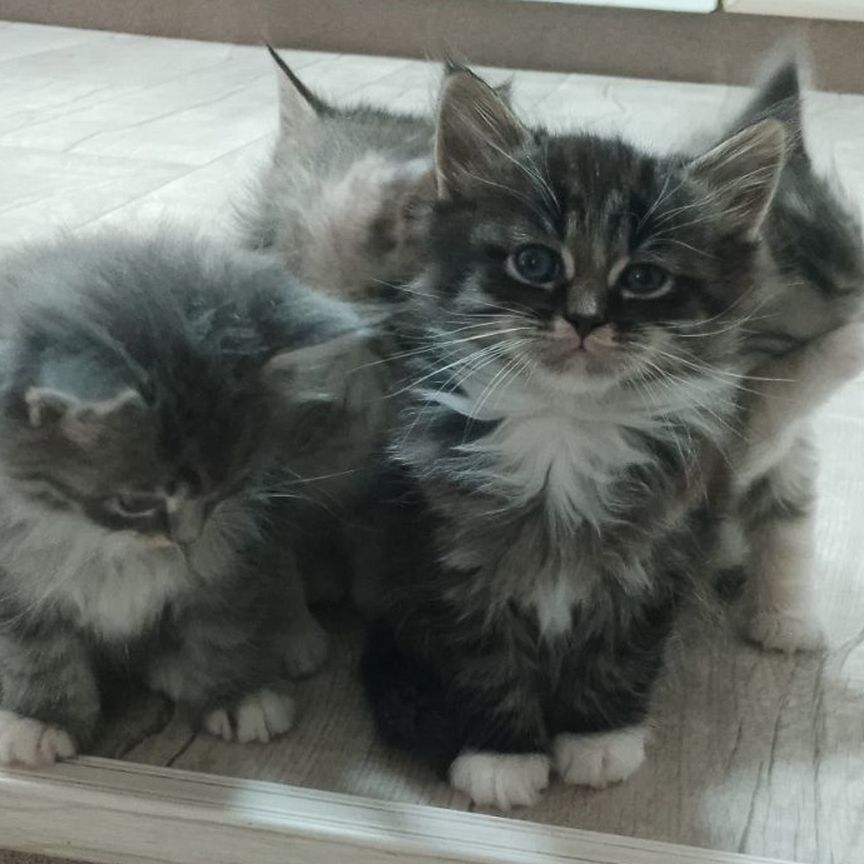 Котята от чистокровных родителей