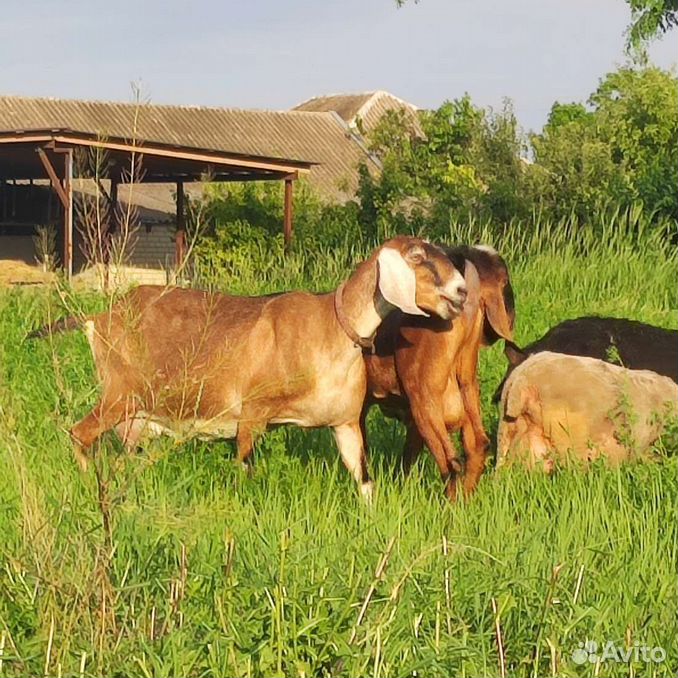 Англо нубийские козы