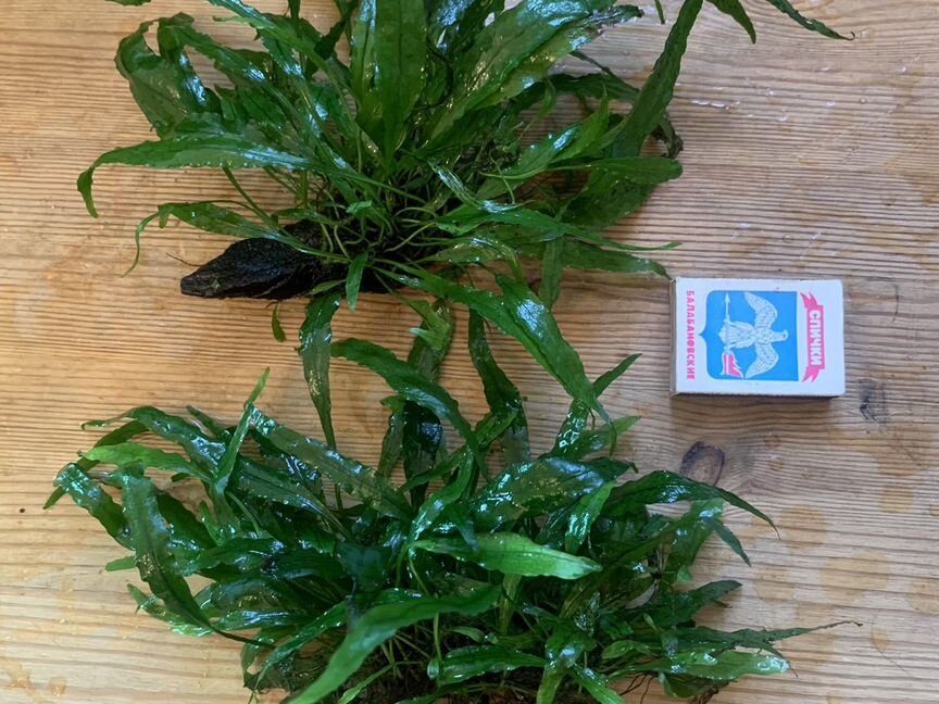 Папоротник тайландский микрозориум прополка