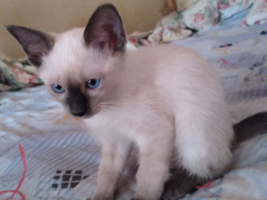 Кошка