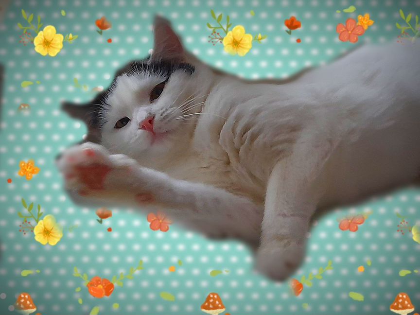 Кошечка в добрые руки