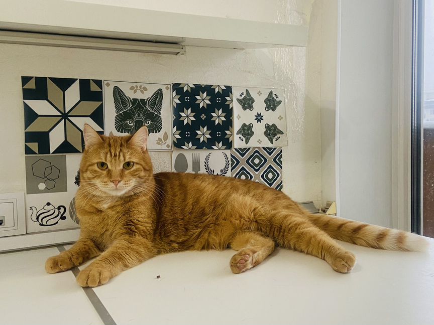 Рыжий котик