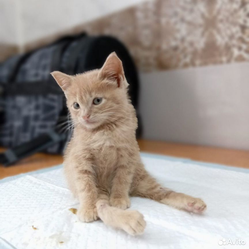 Котенок на передних лапках