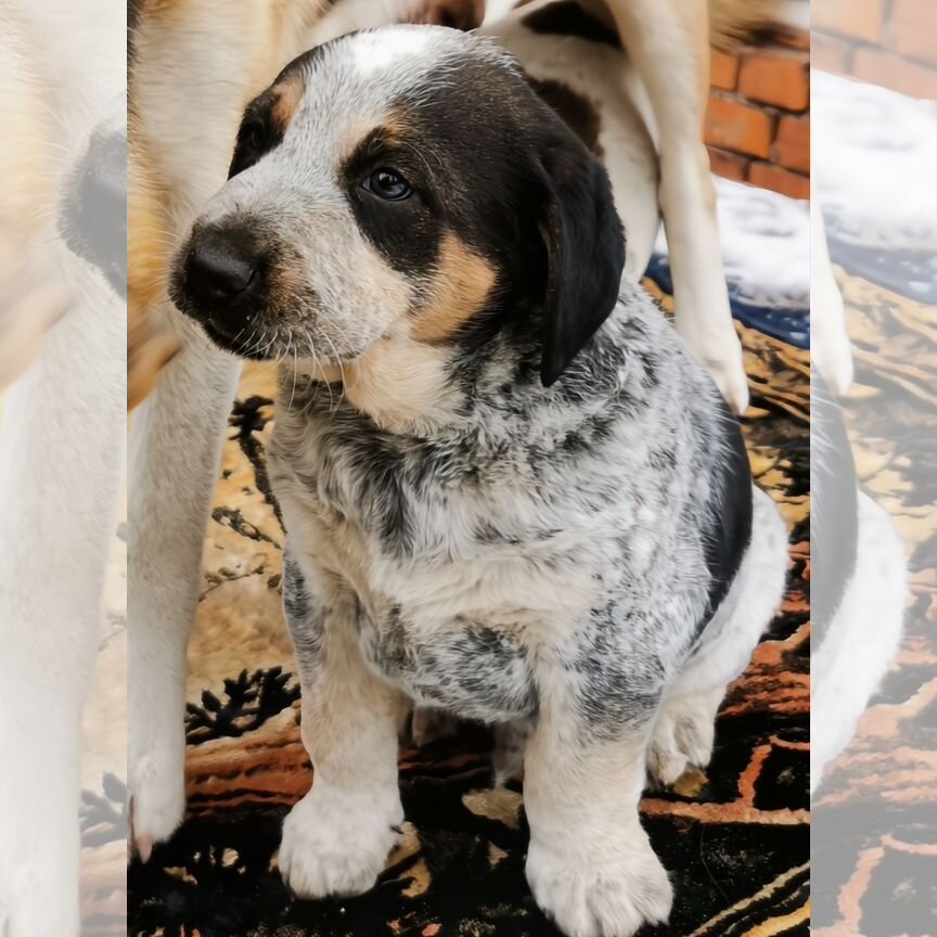 Щенок в добрые руки