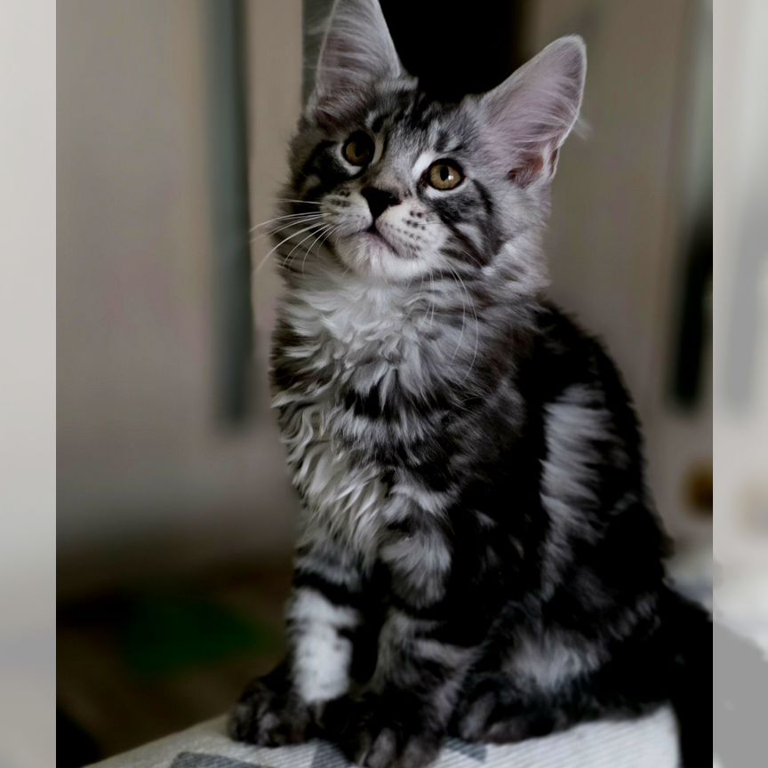 Мейн-кун котёнок