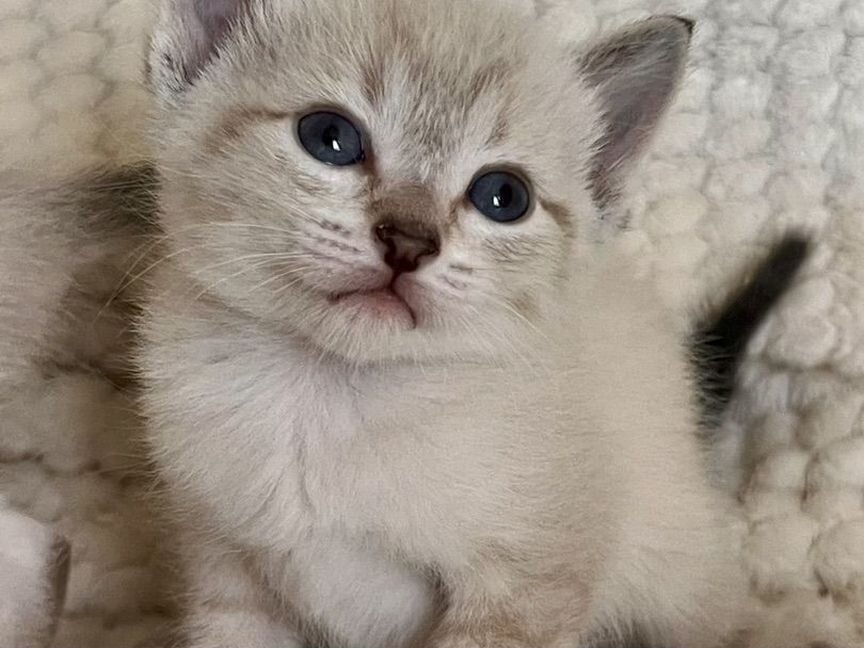 Тайские котята