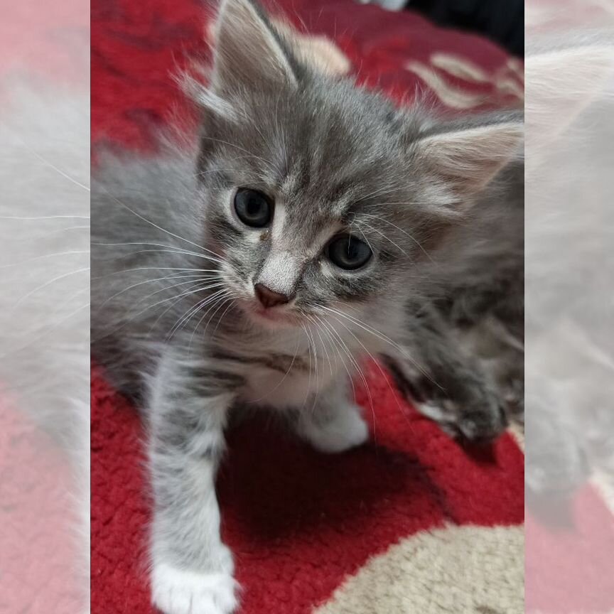 Котёнок в добрые руки