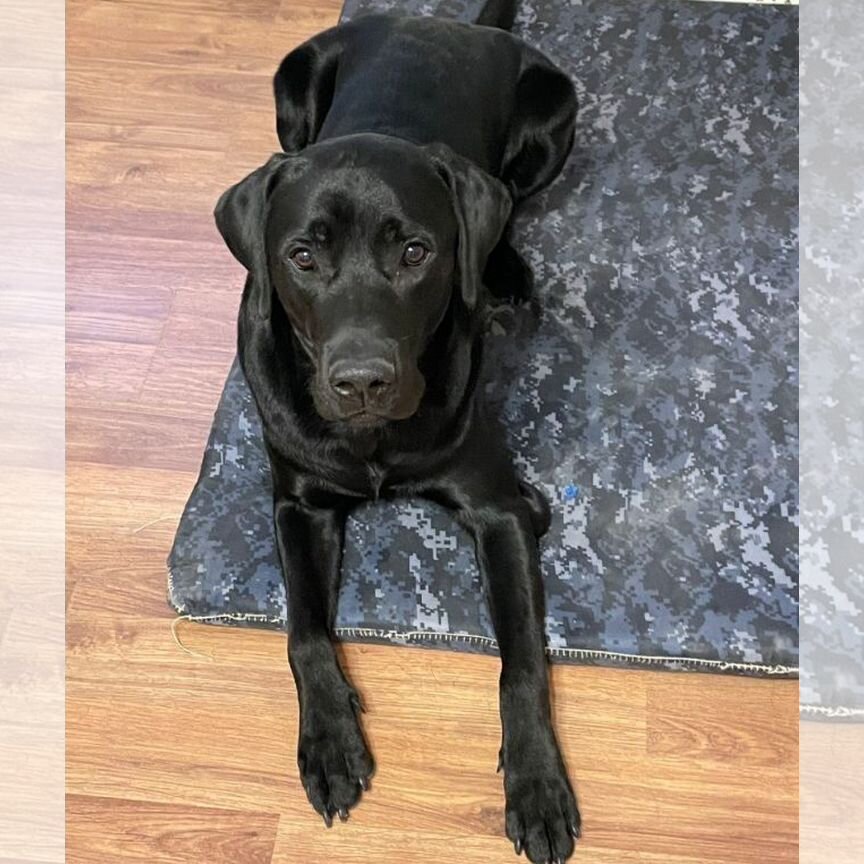 Лабрадор-ретривер, взрослый пёс