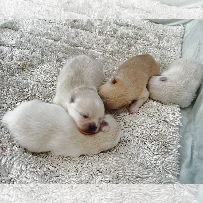 Немецкий шпиц, щенок