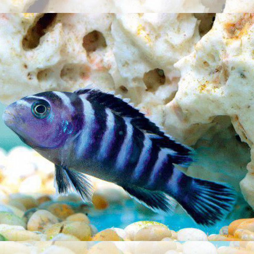 Приезжайте ловить рыбку "бандитов"