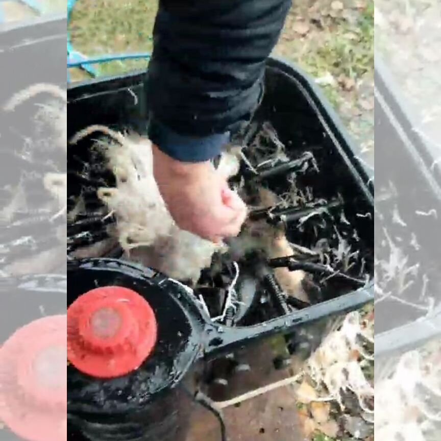 Перосъемная машина для птицы бу