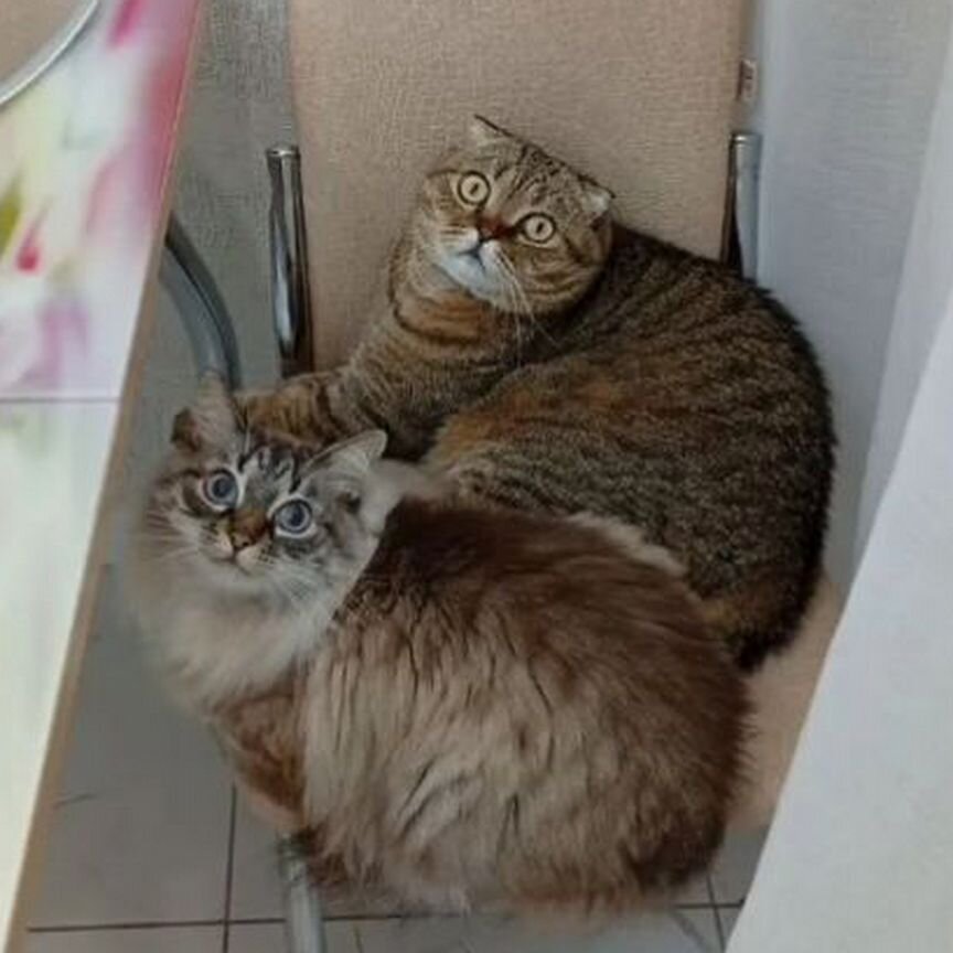 Шотландский вислоухий короткошёрстный, взрослый кот