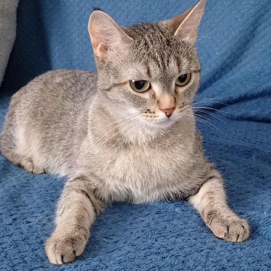 Взрослая кошка в добрые руки