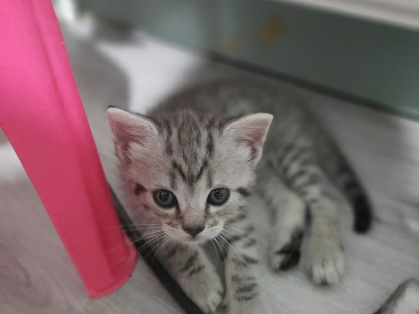 Котята мейн-кун метисы