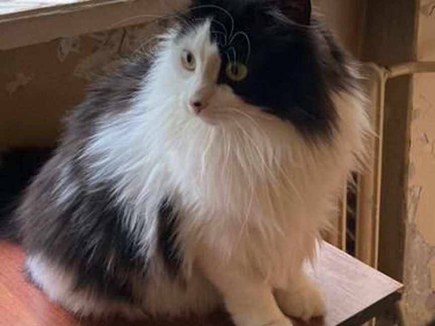 Кошки в добрые руки бесплатно