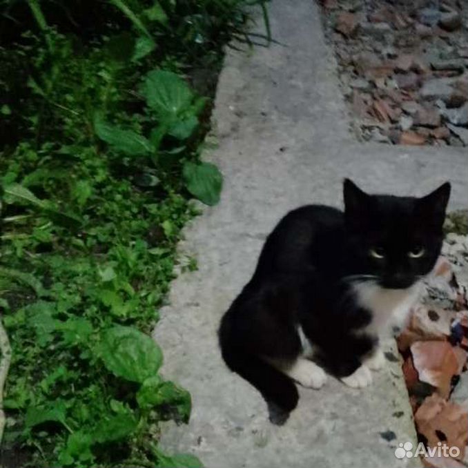 Котенок черно-белый