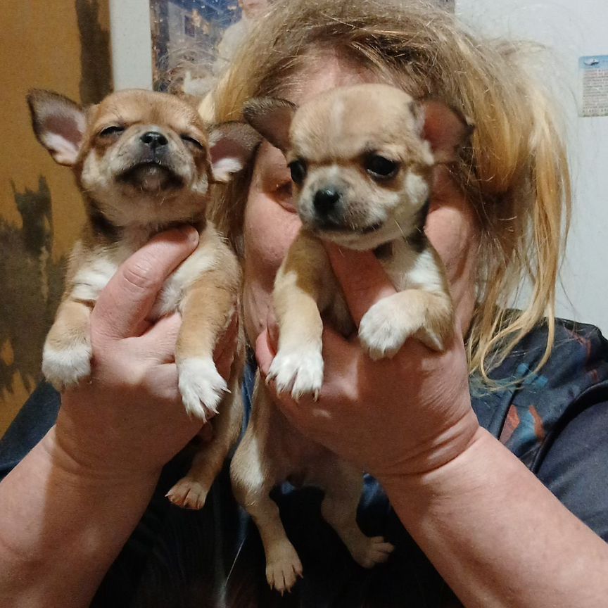 Чихуахуа, щенок