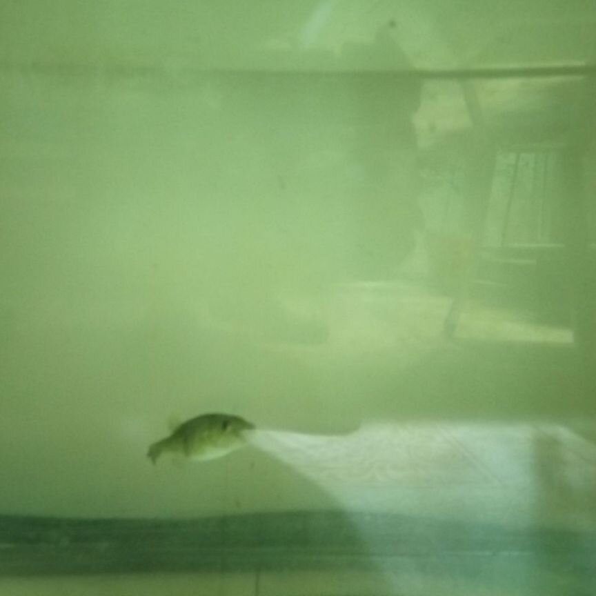 Тетраодон куткутья