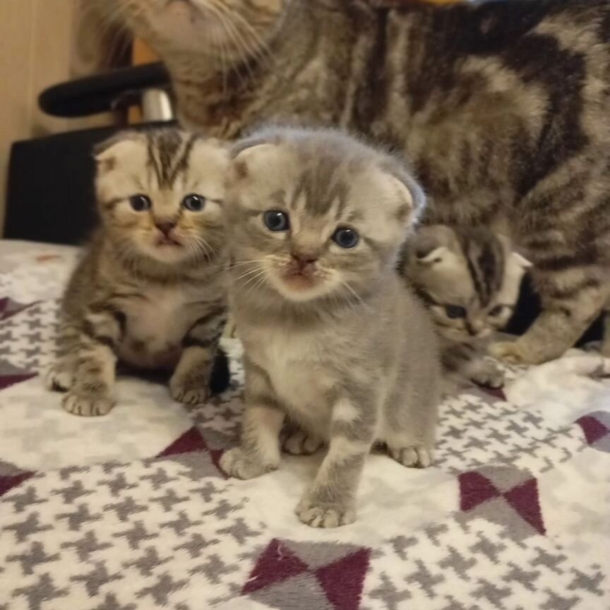 Шотландские котята