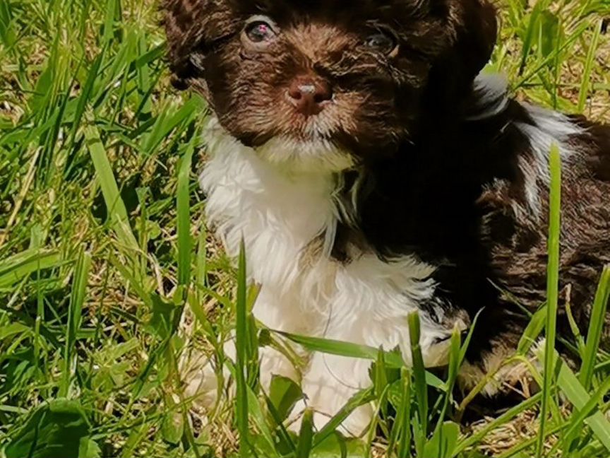 Мальтипу бело коричневый мальчик