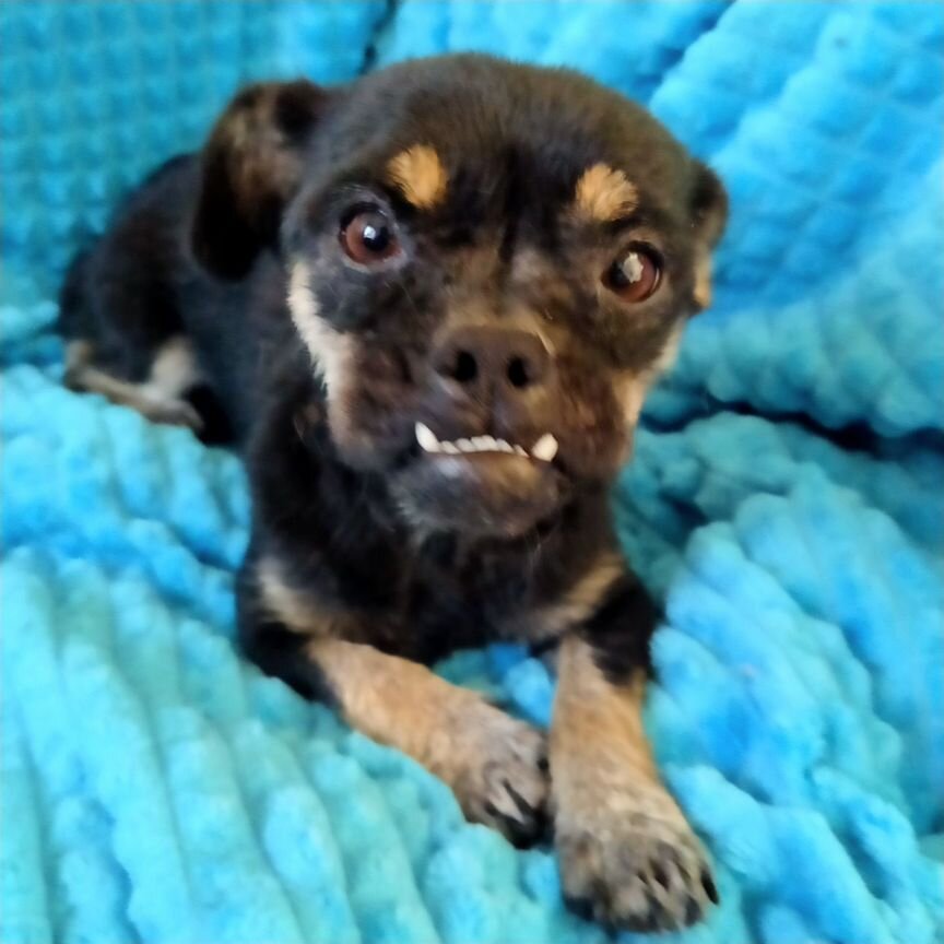 Шерри ищет дом