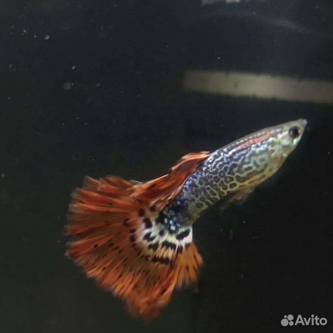 Смарагдовые гуппи