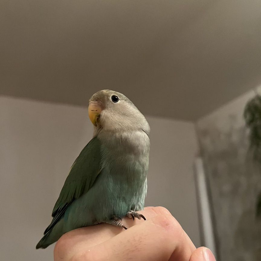 Попугай с клеткой