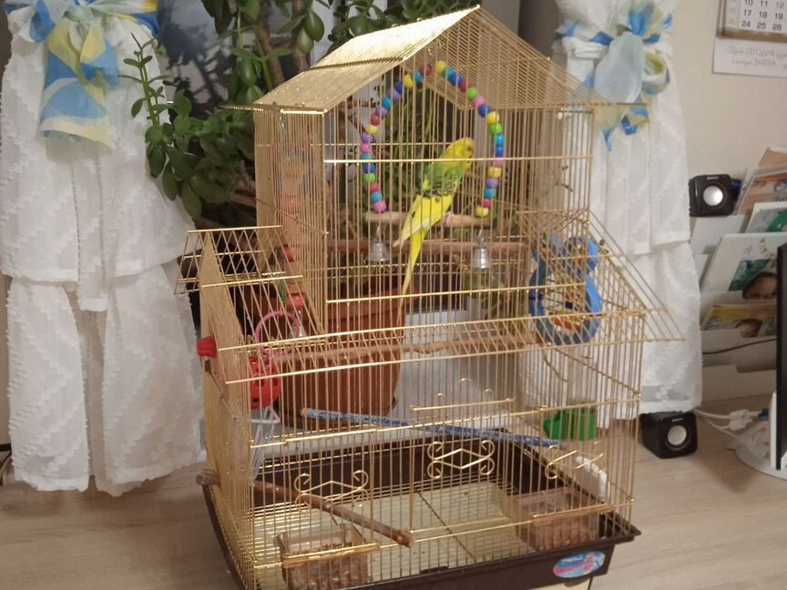 Клетка с попугаем