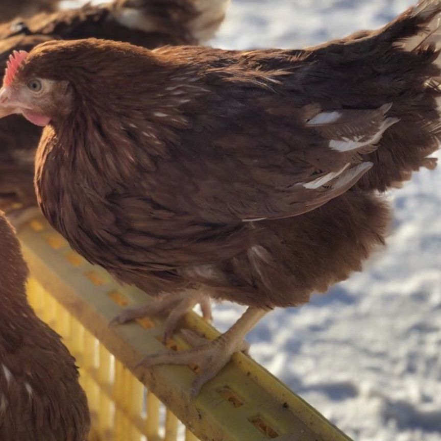 Куры молодки несушки