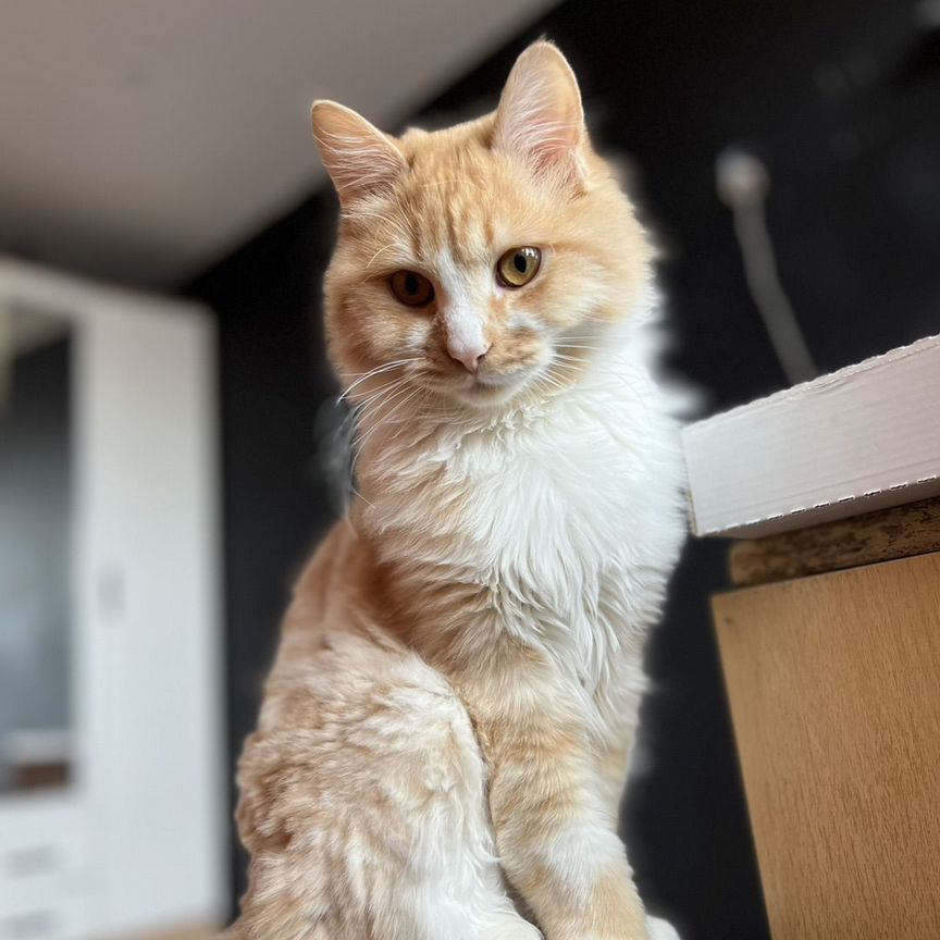 Котенок в добрые руки