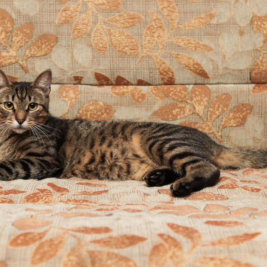 Мотя ищет семью