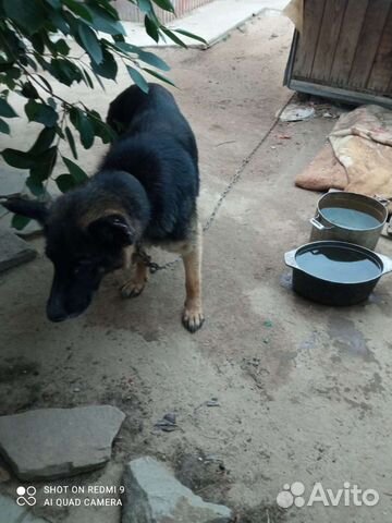 Немецкая овчарка