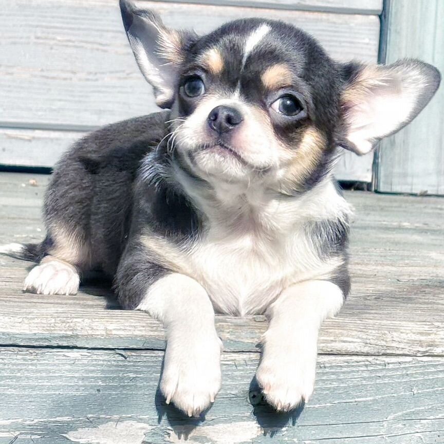 Чихуахуа, щенок