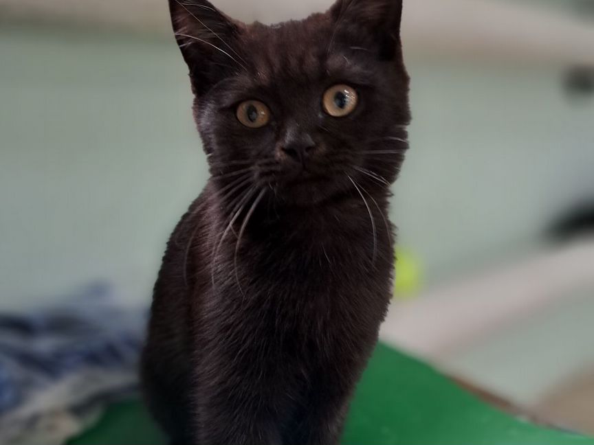 Черный котенок