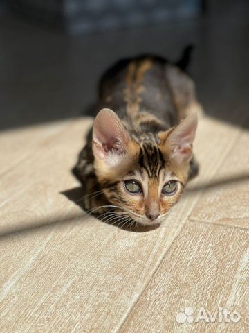 Бенгальская девочка мраморного окраса