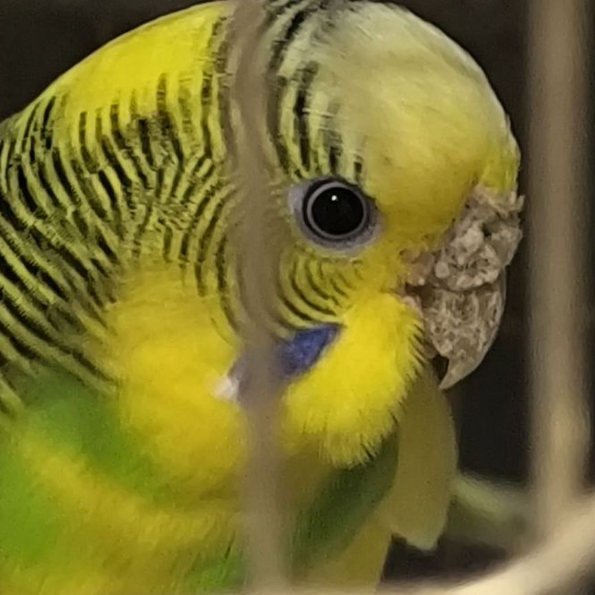 Волнистый попугай с клеткой в добрые руки