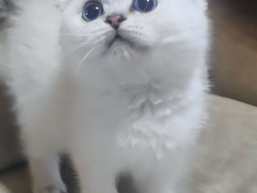 Шикарный котик серебристой шиншиллы