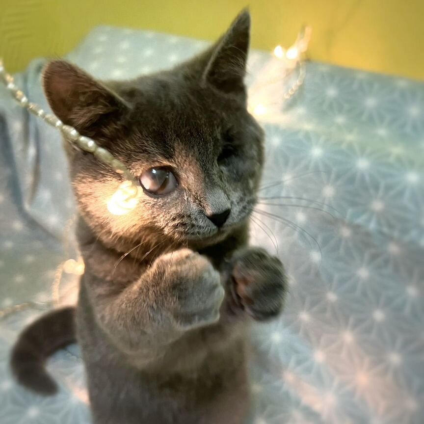 Одноглазик Плюша Митянин