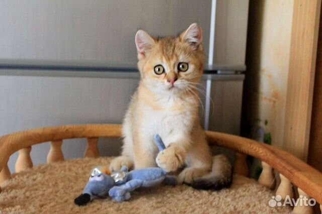 Золотистый затушёванный Маратик