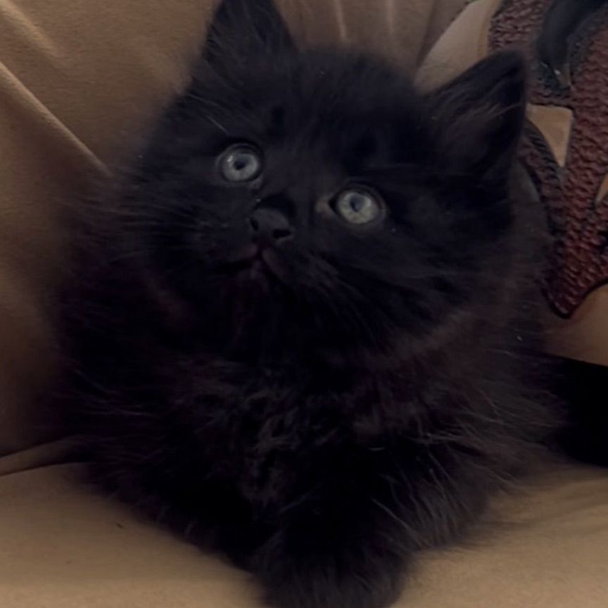 Сибирский котёнок